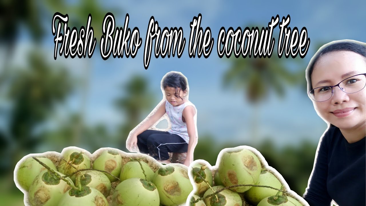 How to get fresh Buko from the coconut tree/Naba View/Kapitungan View ...
