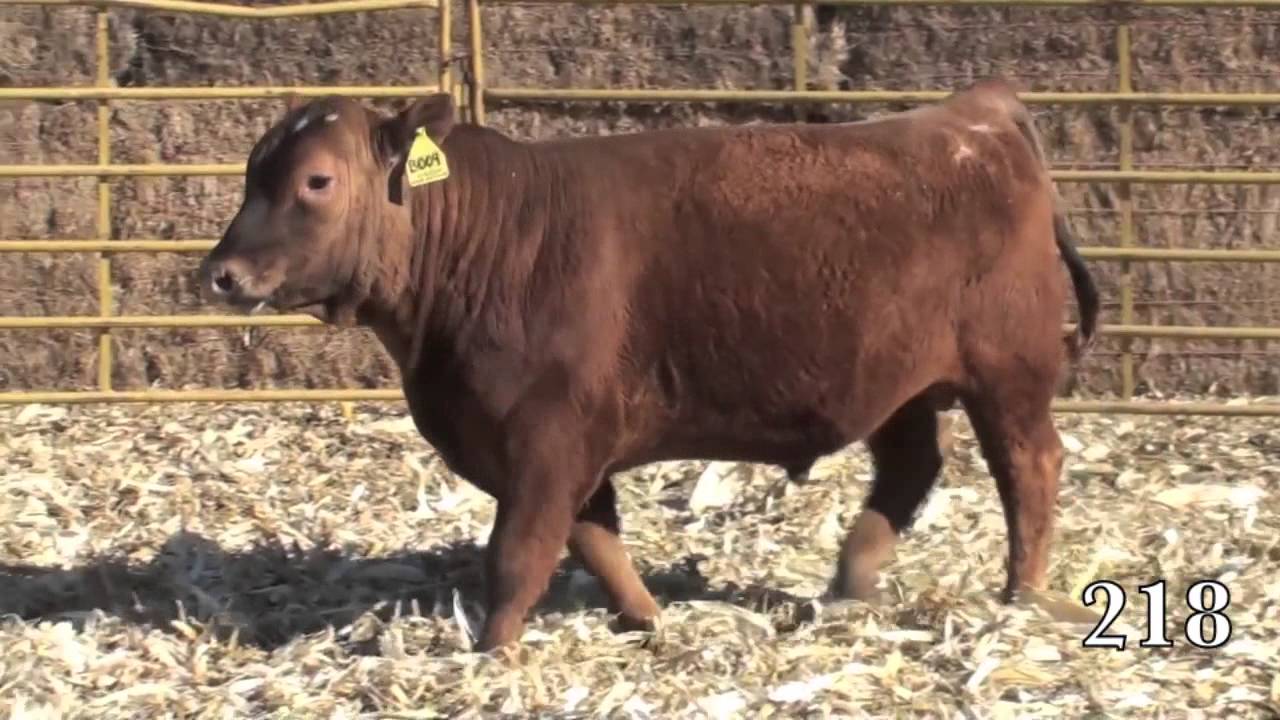 Beckton Red Angus 2015 Sale Lot 218 - YouTube