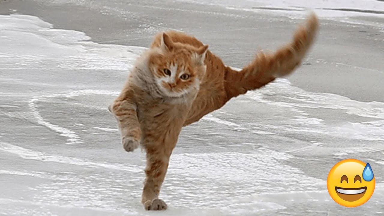 You Laugh You Lose 😄 The funniest cat and dog video you'll see today 🐱 ...