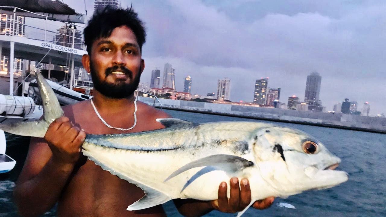 Huge Parawa Fish Cutting || Sri Lankan Fresh Fish From Colombo Port ...