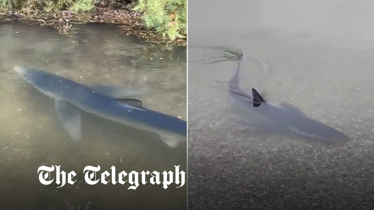 Six-foot blue shark spotted swimming unusually close to Cornwall beach ...