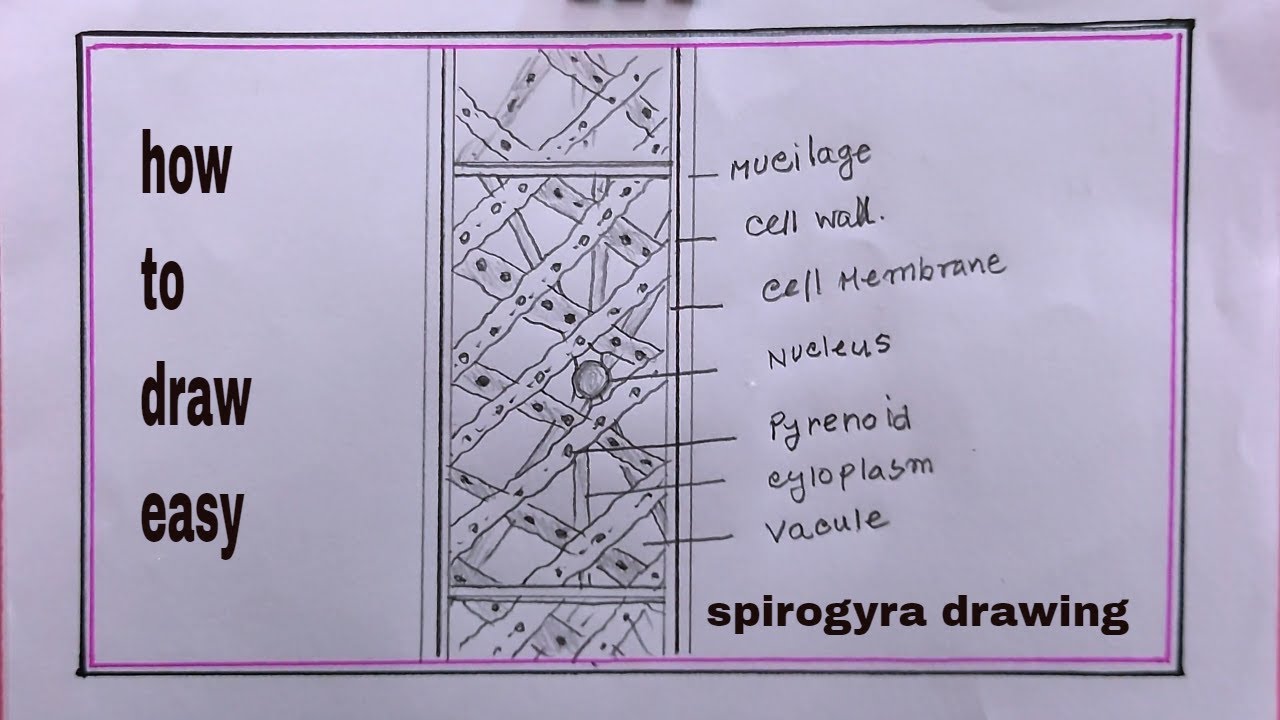 Spirogyra Diagram Structure Of Spirogyra With Titles Isolated On White