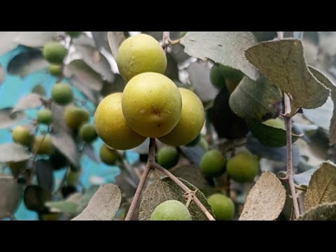 Indian plum || Boroi || fruit tree || Indian fruit tree #indianplum # ...