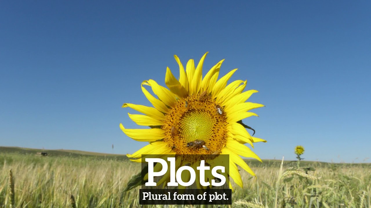What Is Plots How Does Plots Look How To Say Plots In English What Is Plots How Does Plots Look How To Say Plots In English