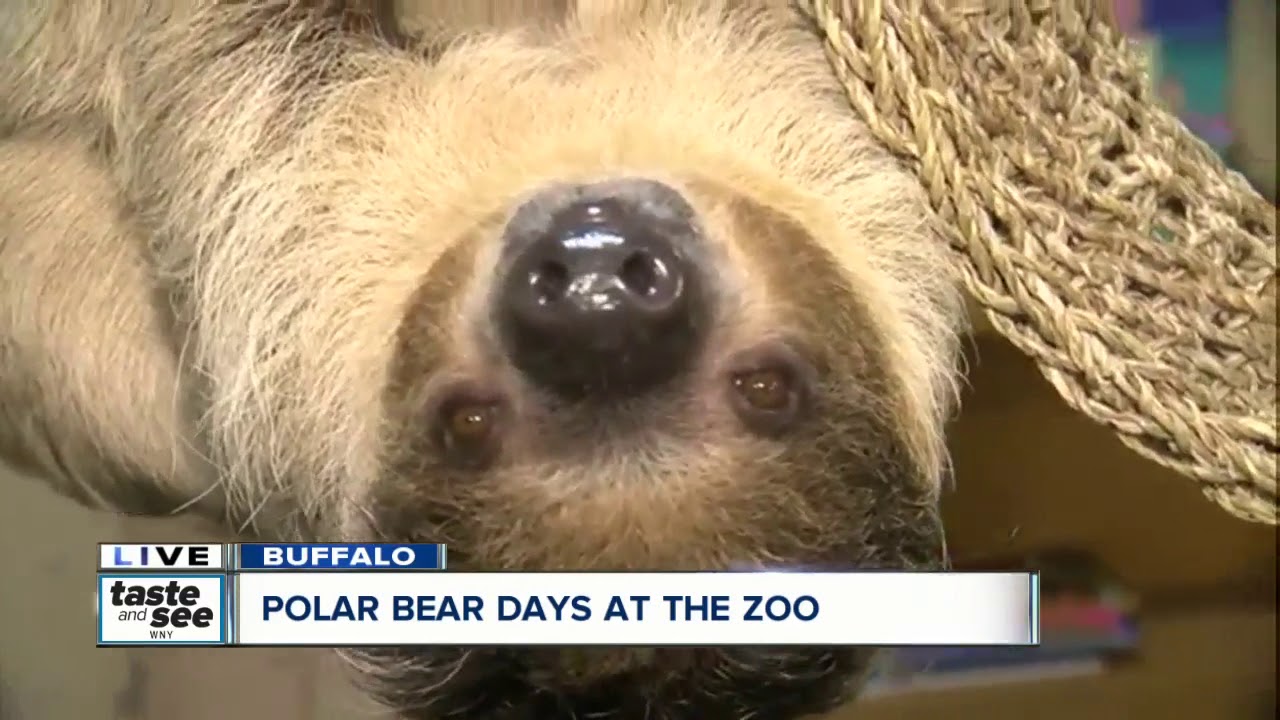 Meet Flash the sloth at the Buffalo Zoo! - YouTube