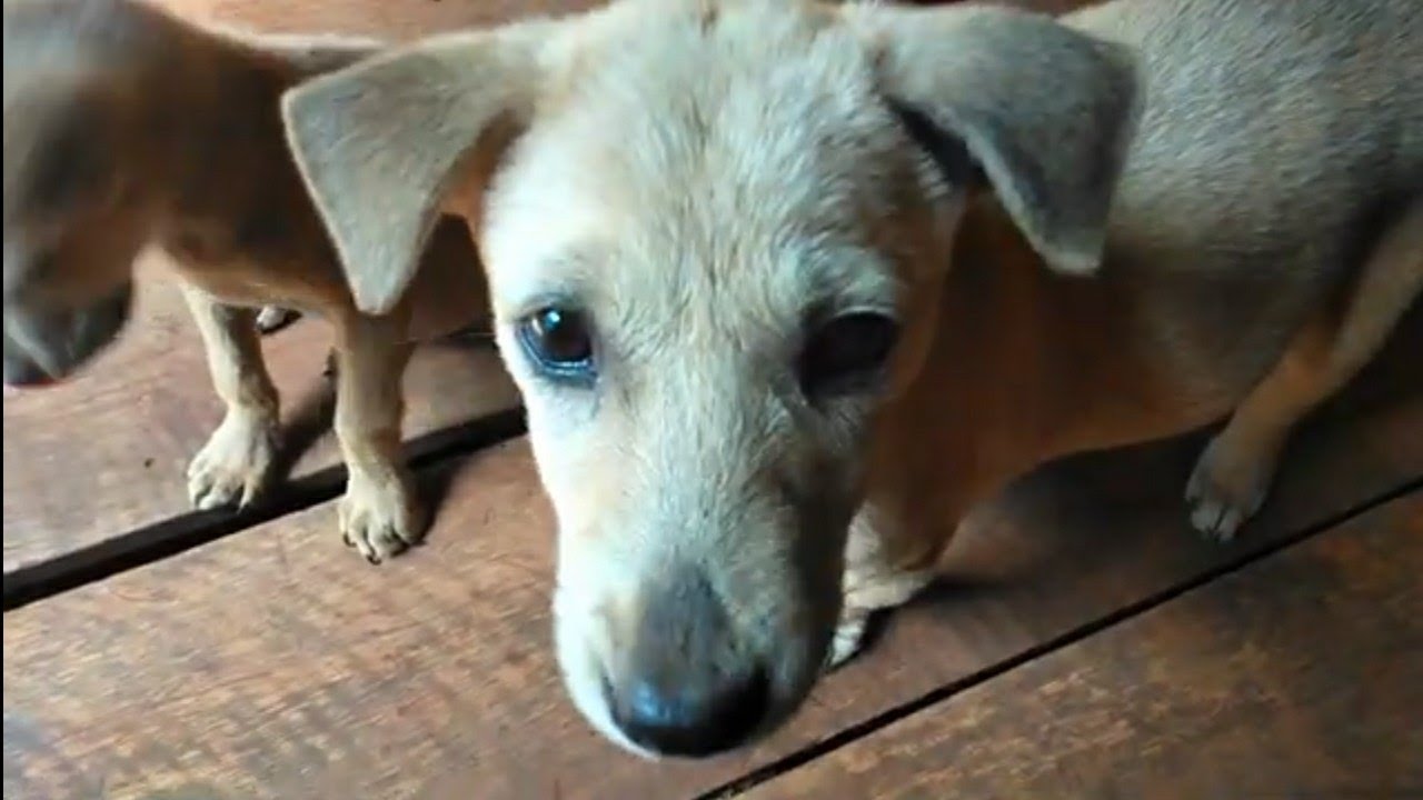 cún con nhỏ - YouTube