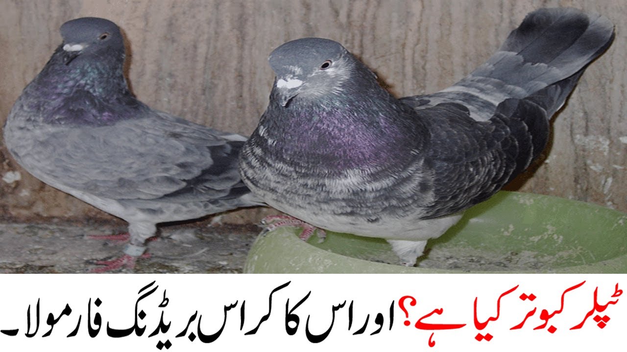 What is Tippler Pigeons Breed & How Did this Breed Come into Being ...