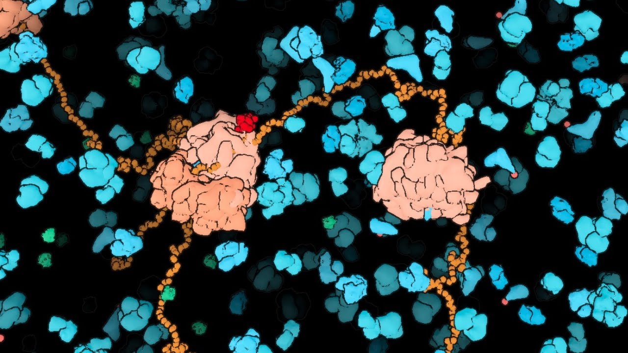 CellSpace - Introduction to translation - YouTube