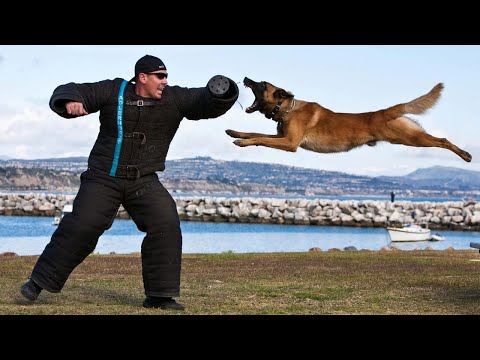 Кажется, что эта собака нарушает законы физики - МАЛИНУА - Летающая Бельгийская Овчарка в деле!