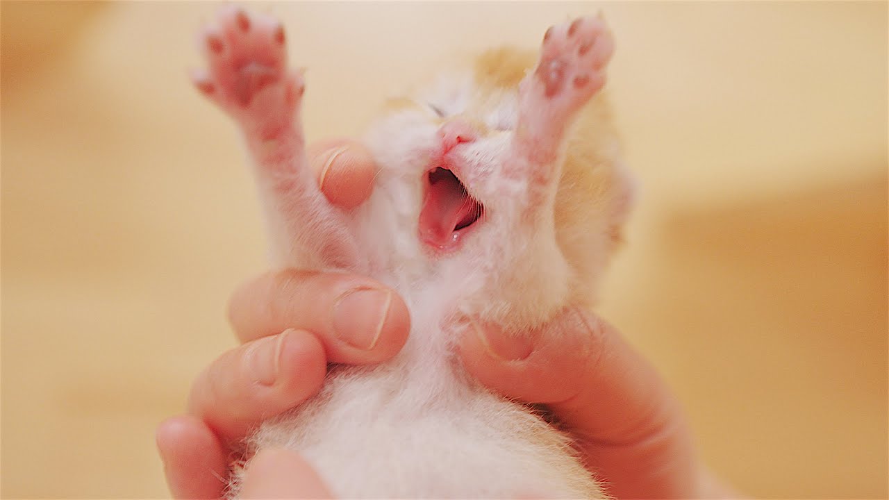 Yawning Kittens Extremely Cute and Funny - YouTube