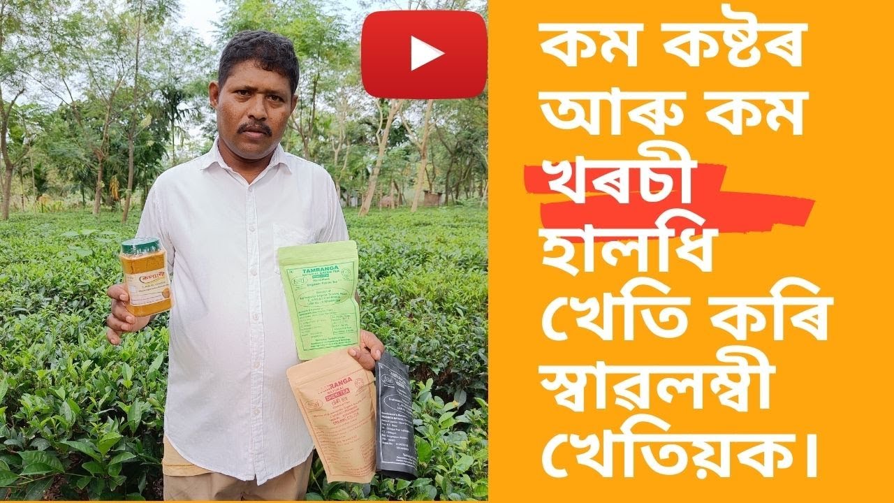 হালধি খেতিৰে স্বাৱলম্বী খেতিয়ক ।হালধি খেতি কেনেকৈ কৰিব | Haldi Kheti ...