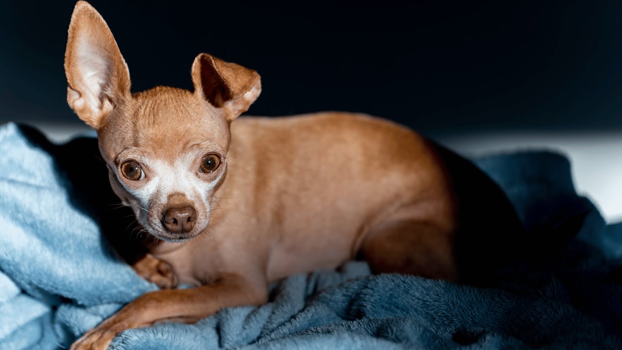 Sad Chihuahua Gives up on His New Year’s Resolution - YouTube