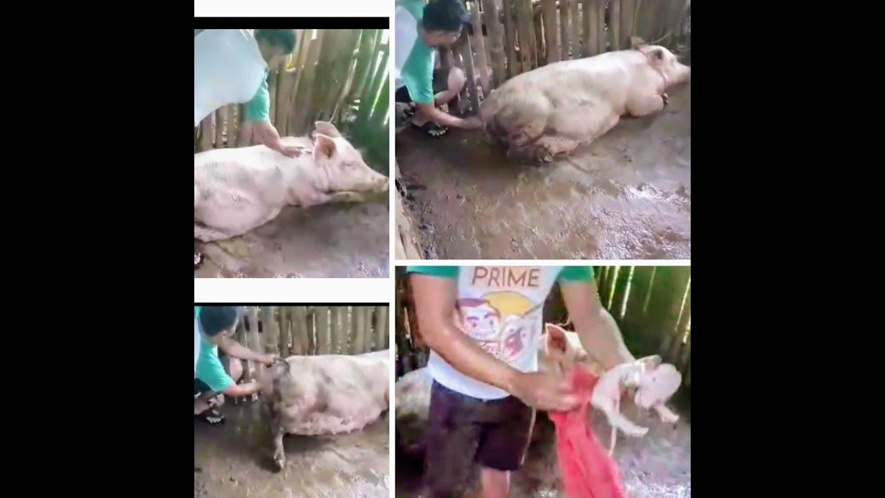 INAHING BABOY NAHIHIRAPAN sa PAGLABOR BiiK|HOW TO MONITOR & ASSIST ...