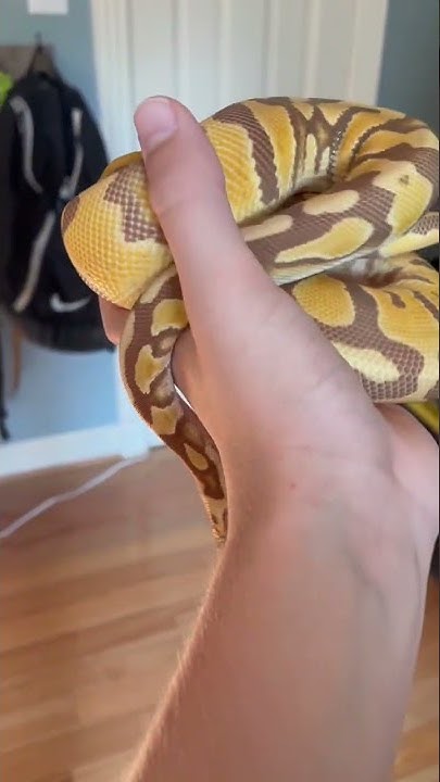 New ball python - YouTube