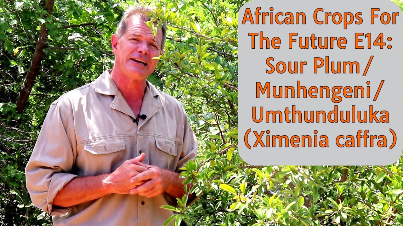 African Crops For The Future E14: Sour Plum/Munhengeni/Umthunduluka ...