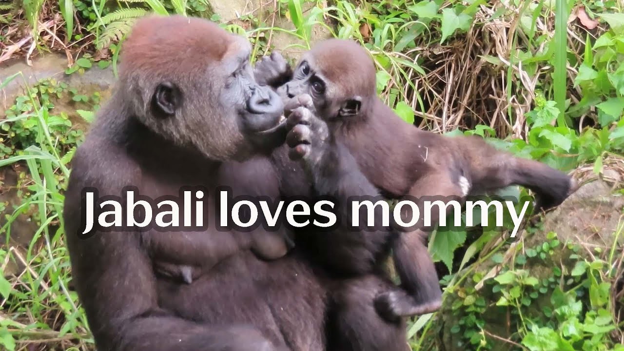 金剛寶寶Jabali愛媽媽-Baby gorilla Jabali loves mommy - YouTube