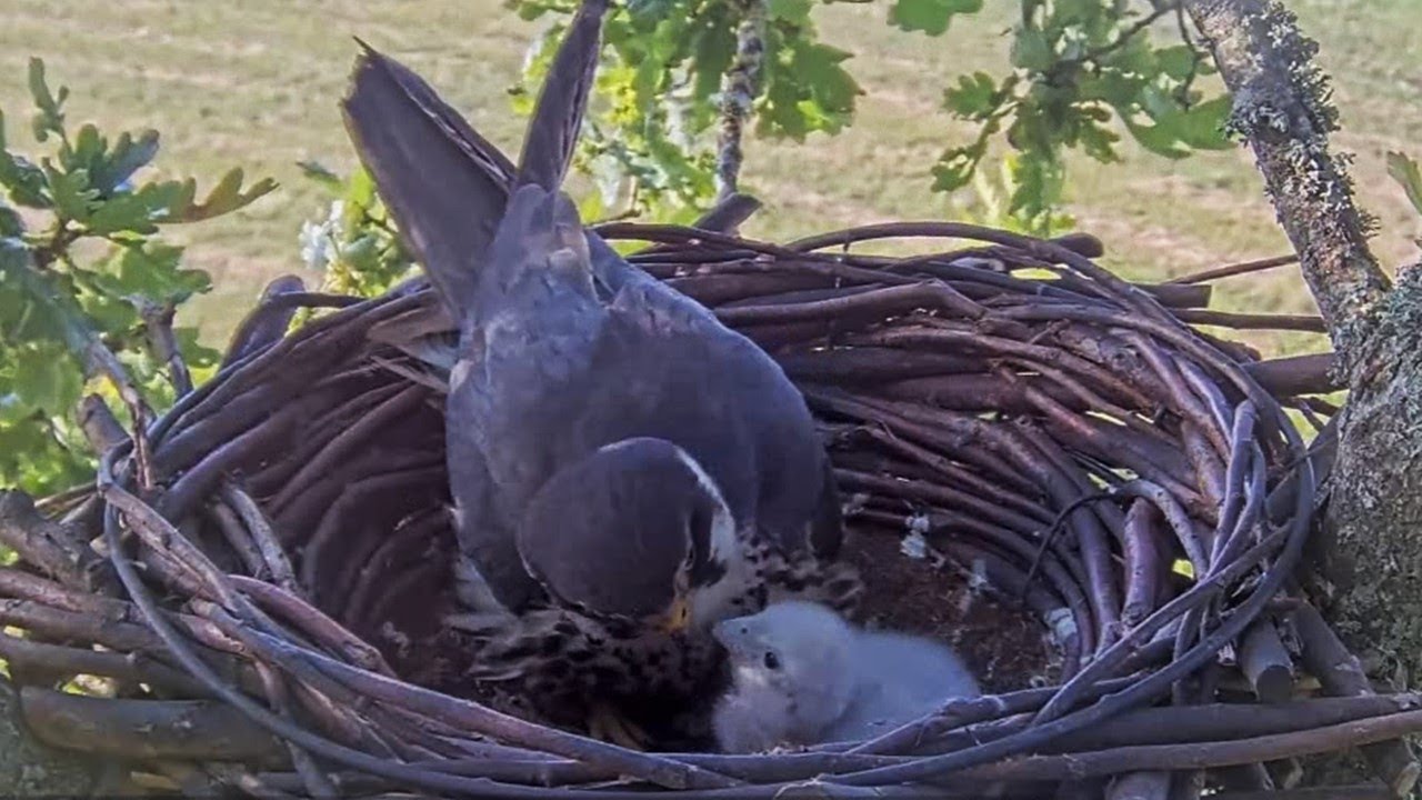 Dorset Hobby Falcons: Remaining Chick Gets Supper 🐥 Mum Removed ...