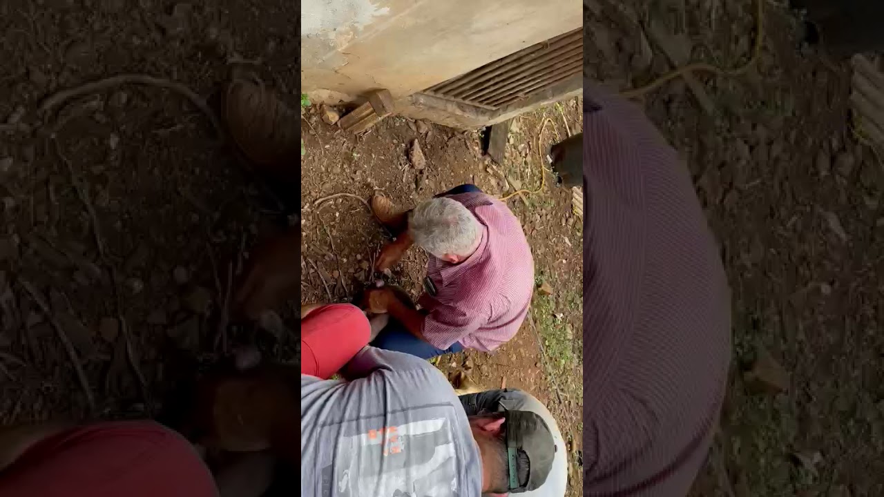 Capando o porco 🐷🤦😲 - YouTube