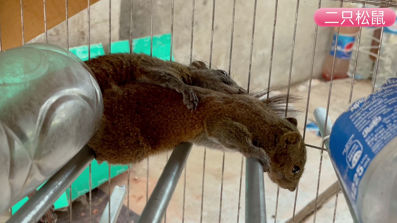 Squirrel is full and rests on its stomach - YouTube