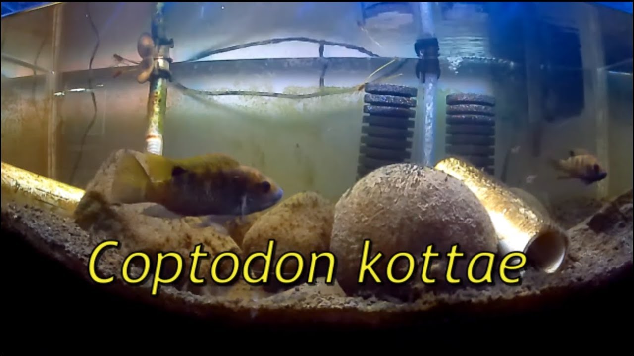 Coptodon kottae - Care and Breeding Guide - YouTube
