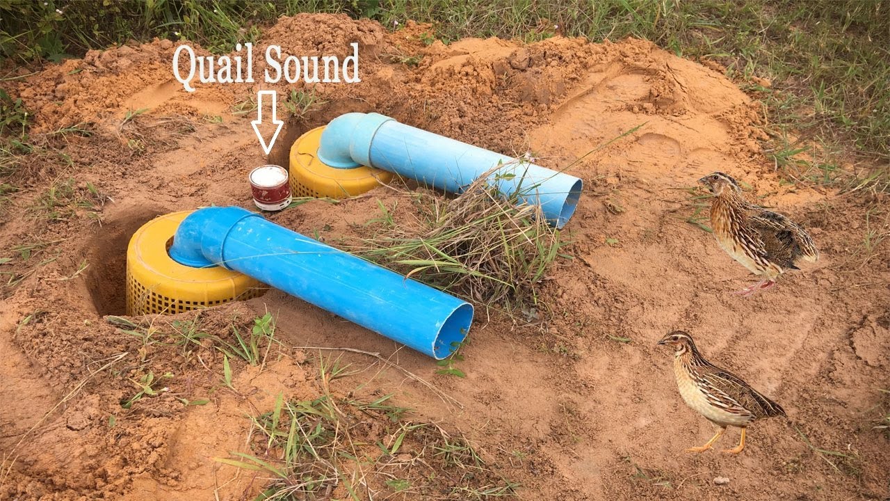 Wow! Easy 2 Deep Hole Quail Traps, Using 2 PVC Pipe,MP3 Speaker ...