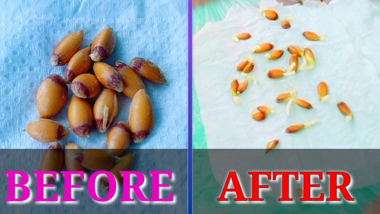 How to germinate lemon seed using tissue / Paano magpatubo ng buto ng ...