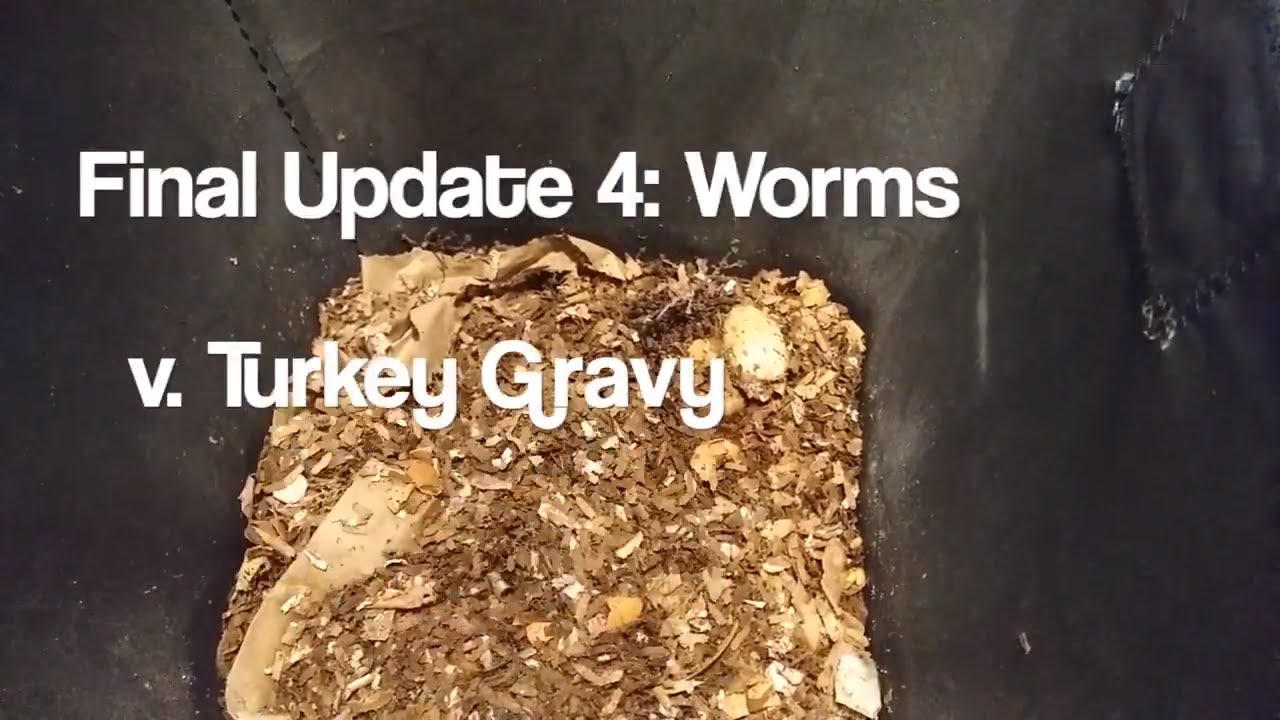 Final Update 4: Swamp Worms v. Turkey Gravy - Fed Banana, Bread ...