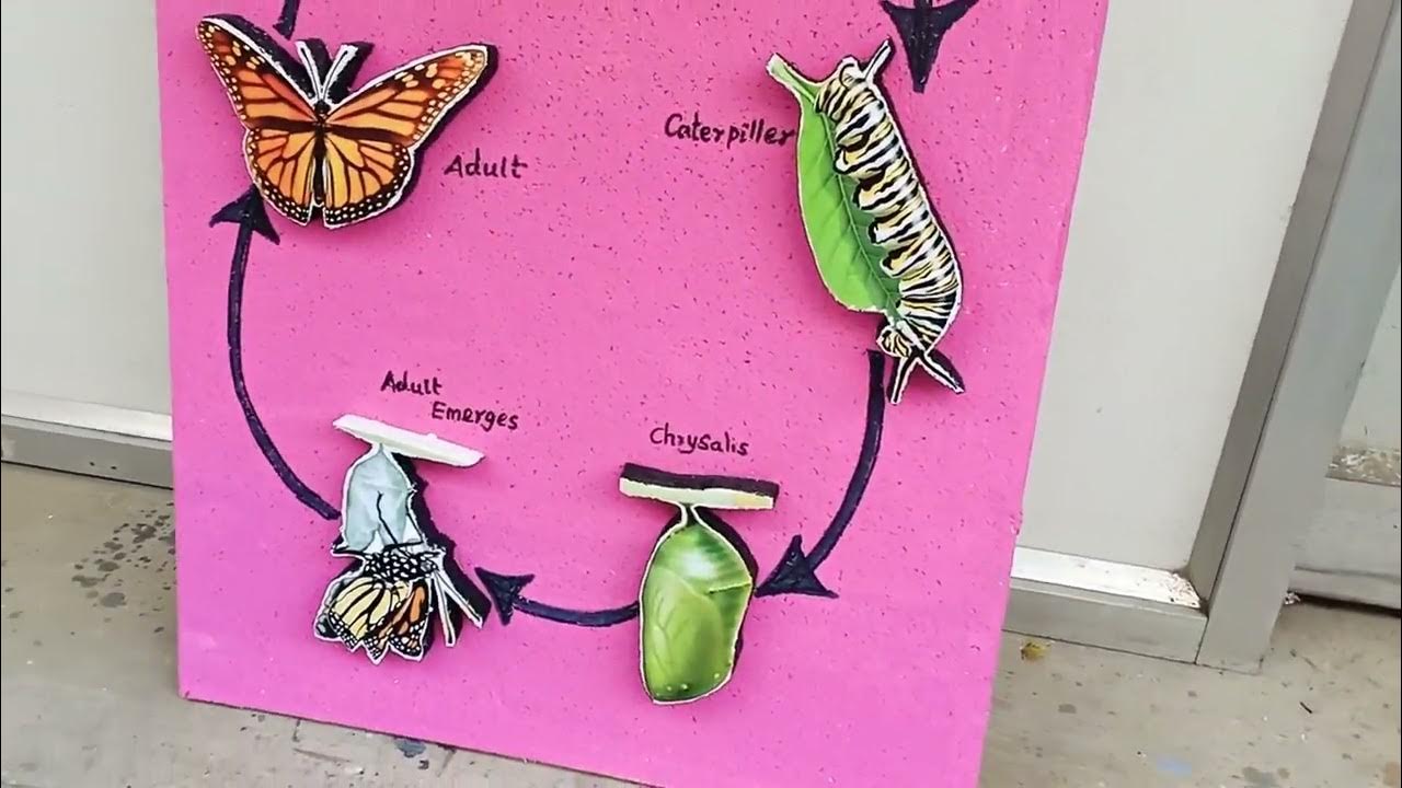 School Project | Butterfly Life Cycle Model - YouTube