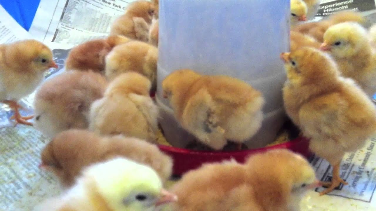 Baby Chicks Documented: The First Day - YouTube