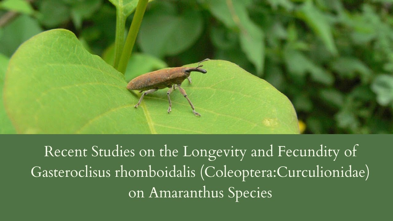 Recent Studies on the Longevity and Fecundity of Gasteroclisus ...
