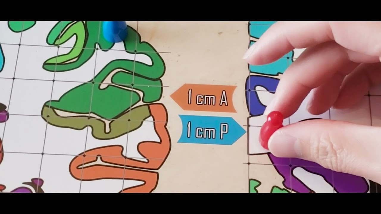 NeuroNavigator: An Educational Board Game Designed to Teach ...
