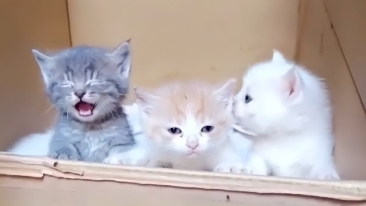 Funny Cat Videos - Cute And Lovely Cat Videos 2022😹| MeowLand - YouTube