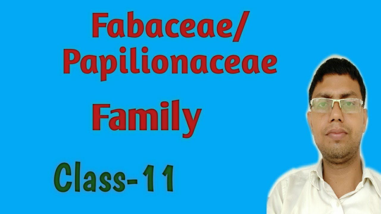Fabaceae/Papilionaceae Family Morphology of Flowering Plant Biology ...