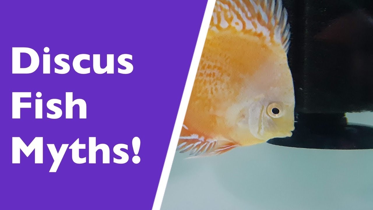 How to keep Discus Fish healthy! - YouTube