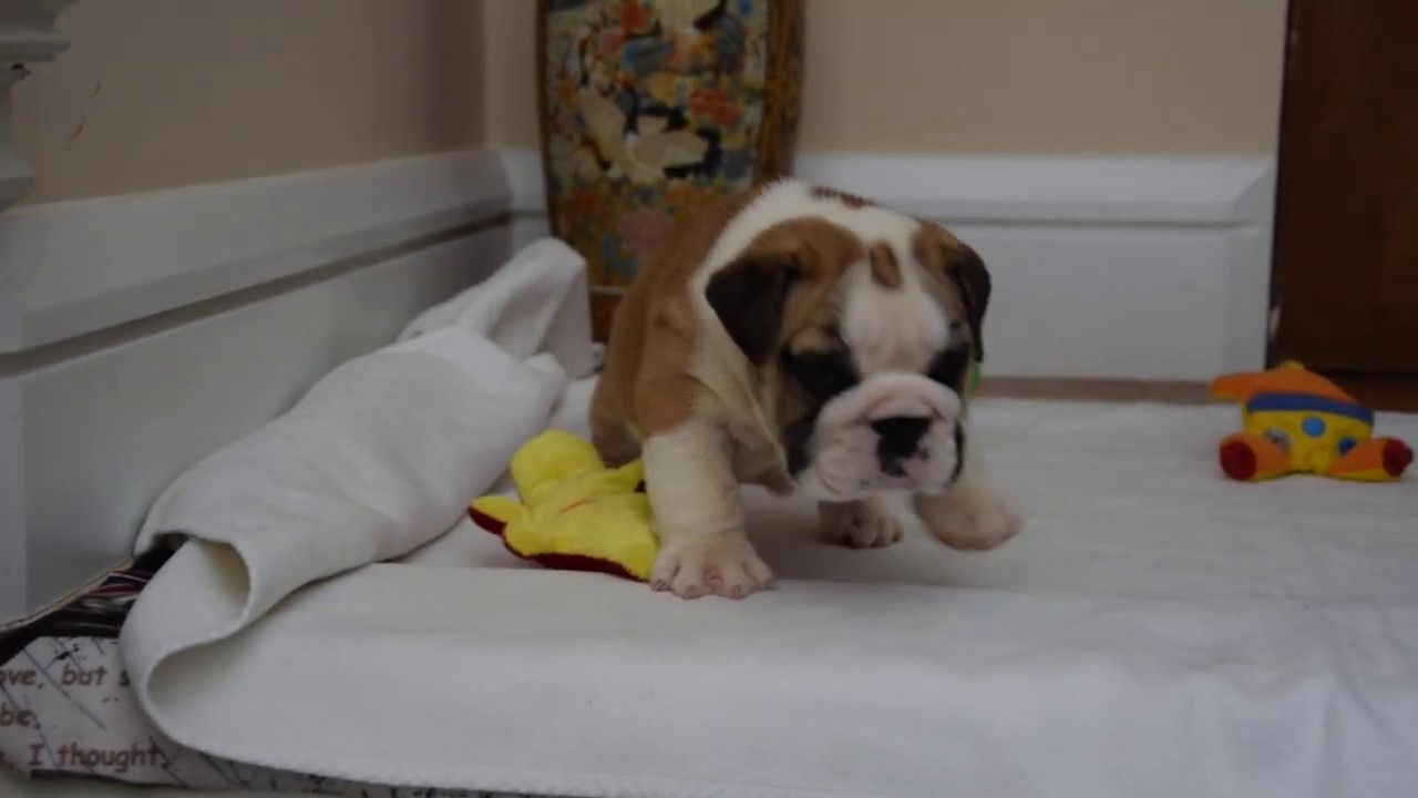 Danger - English Bulldog Puppy for sale - YouTube