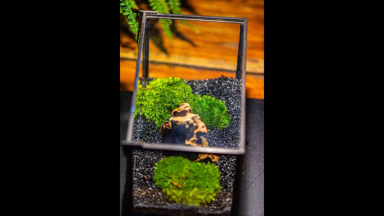 make a zen style moss terrarium, full video - YouTube