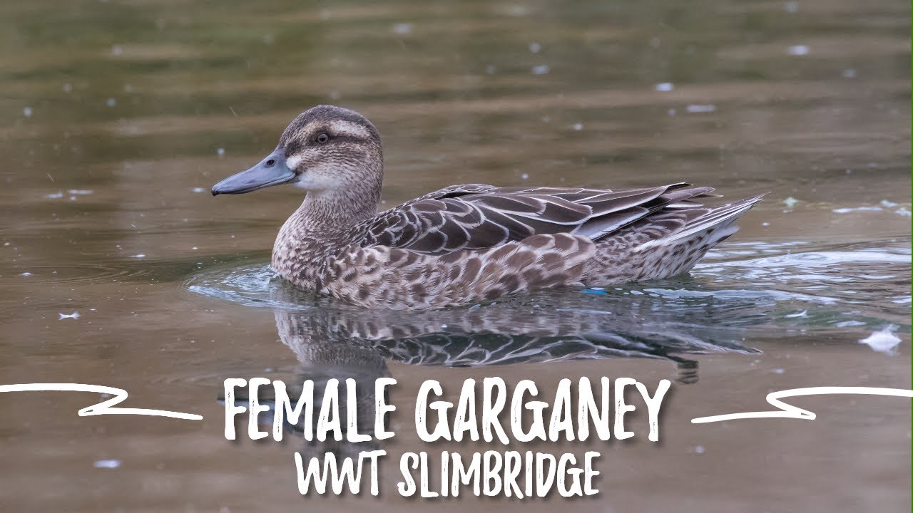 FEMALE GARGANEY | ANAS QUERQUEDULA | WWT SLIMBRIDGE - YouTube