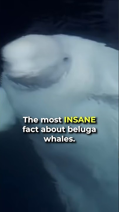 The Most INSANE Fact About Beluga Whales! - YouTube