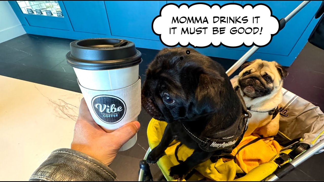 Coffee and Pugs - PugMomma is happy - YouTube