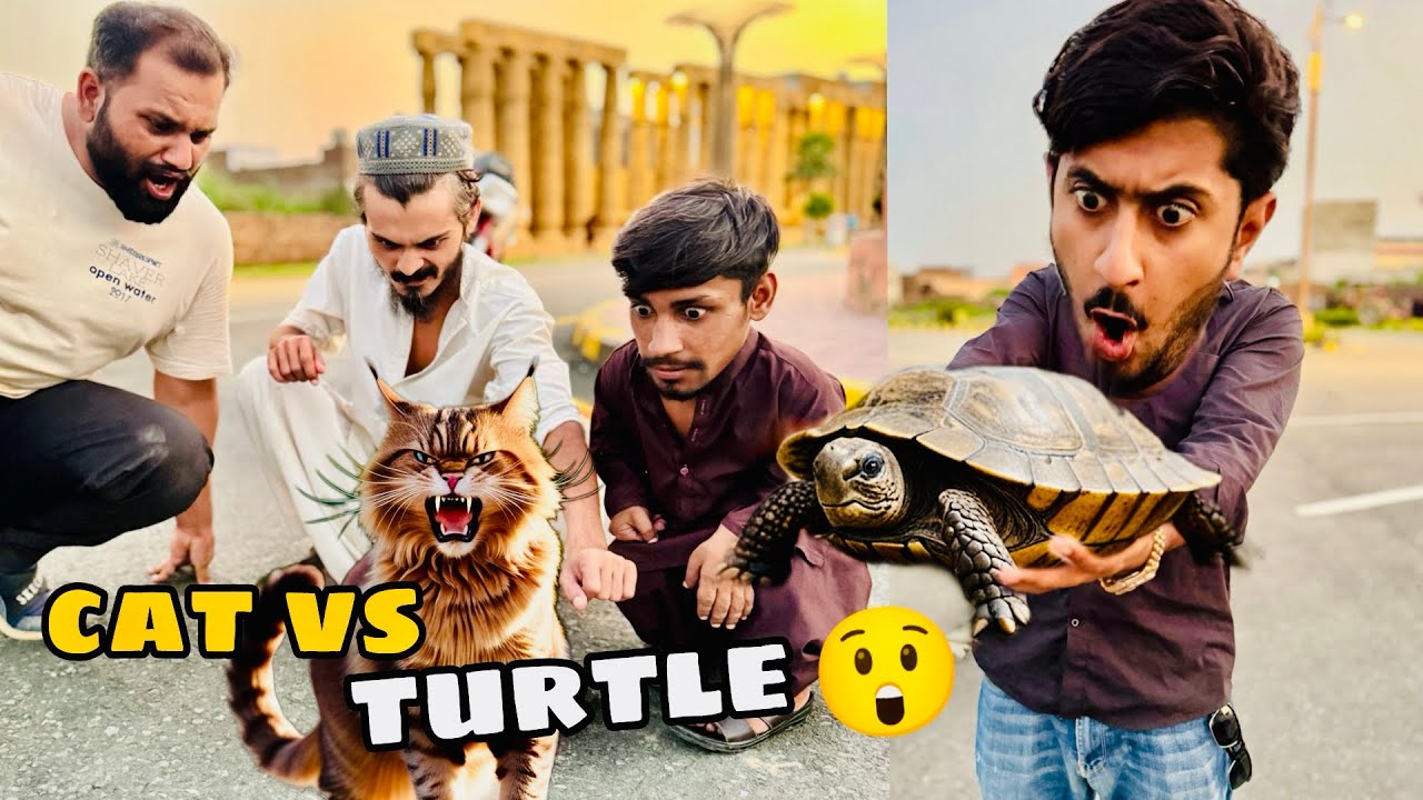 Cat vs Turtle: The Epic Showdown😱😱 “Unexpected Roadside Turtle: Ghar Le ...