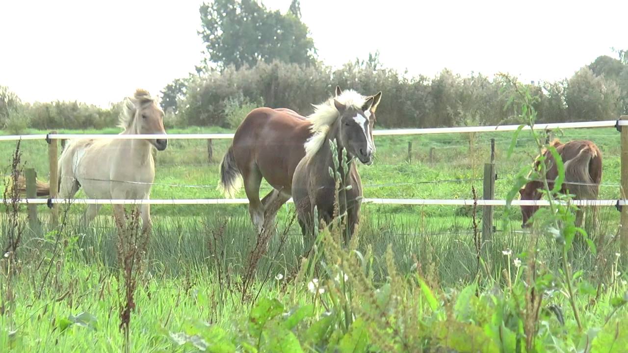 Happy Horses! Random running & playing! - YouTube