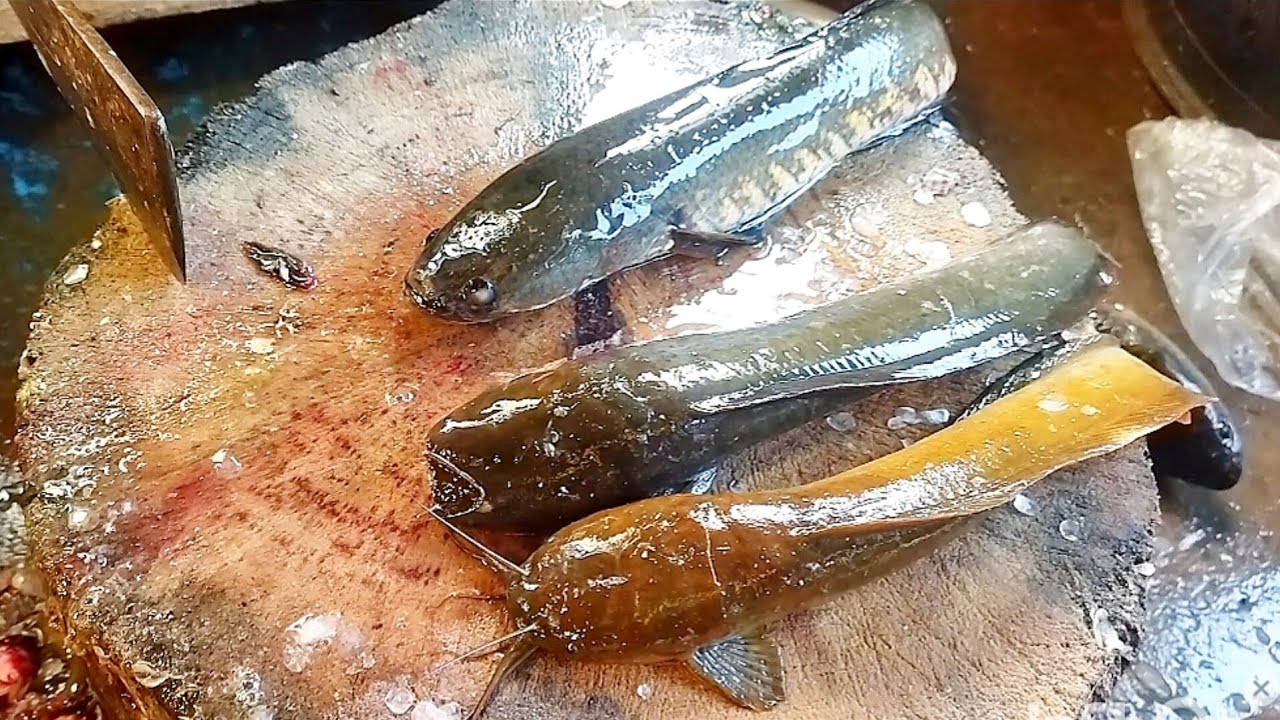 Sol fish and Magur cutting Skills video Bangladesh Fish market - YouTube