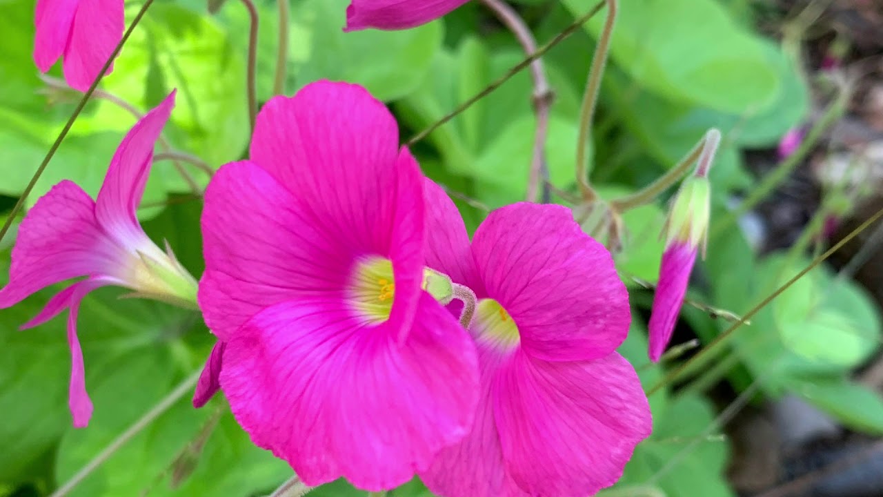 癒しの花々 H ealing flowers - YouTube