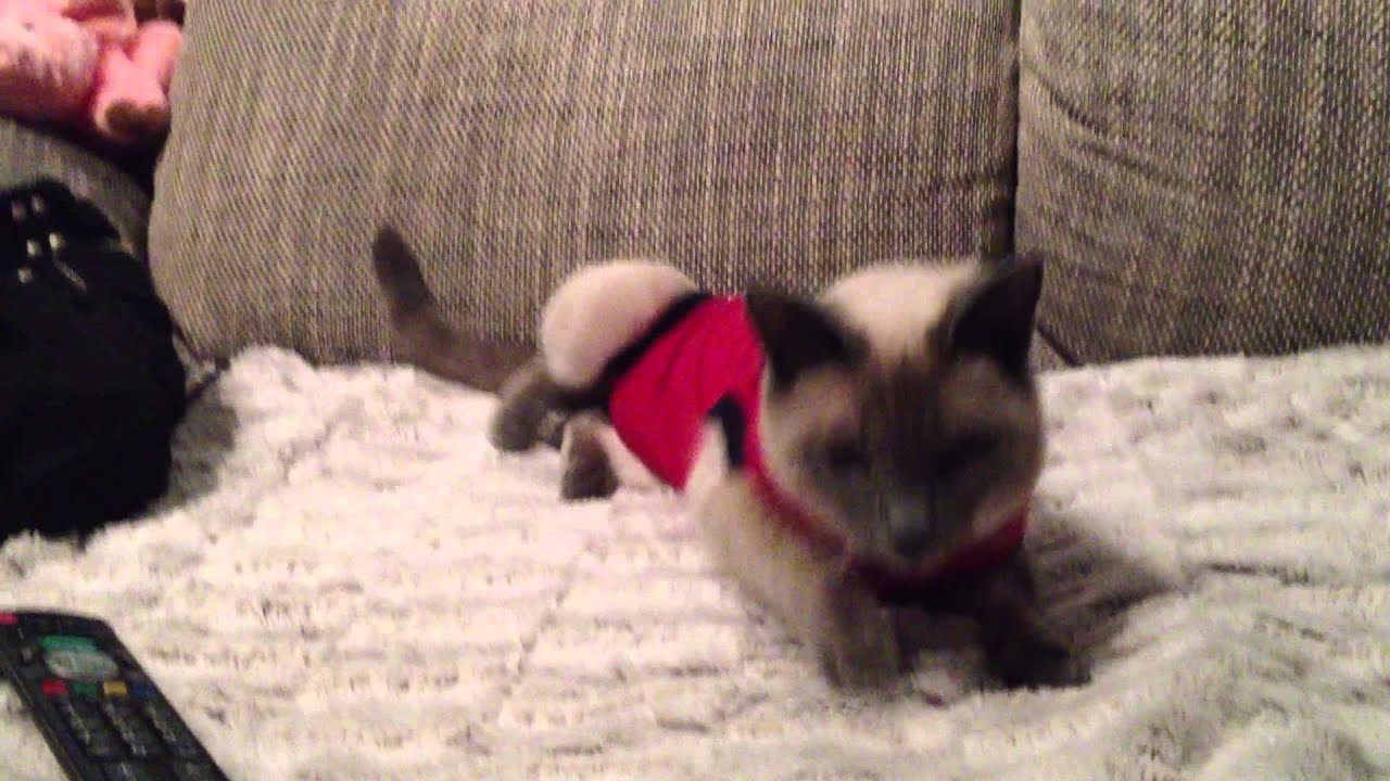 Cute funny cat on drugs after a operation - Kitty kitten - YouTube