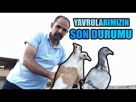 YAVRULARIMIZIN SON DURUMU: GÜVERCİN - İSKENDERUN