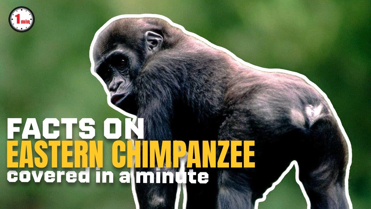 Meet The Closely Related Species To Human Beings! | Eastern Chimpanzee ...