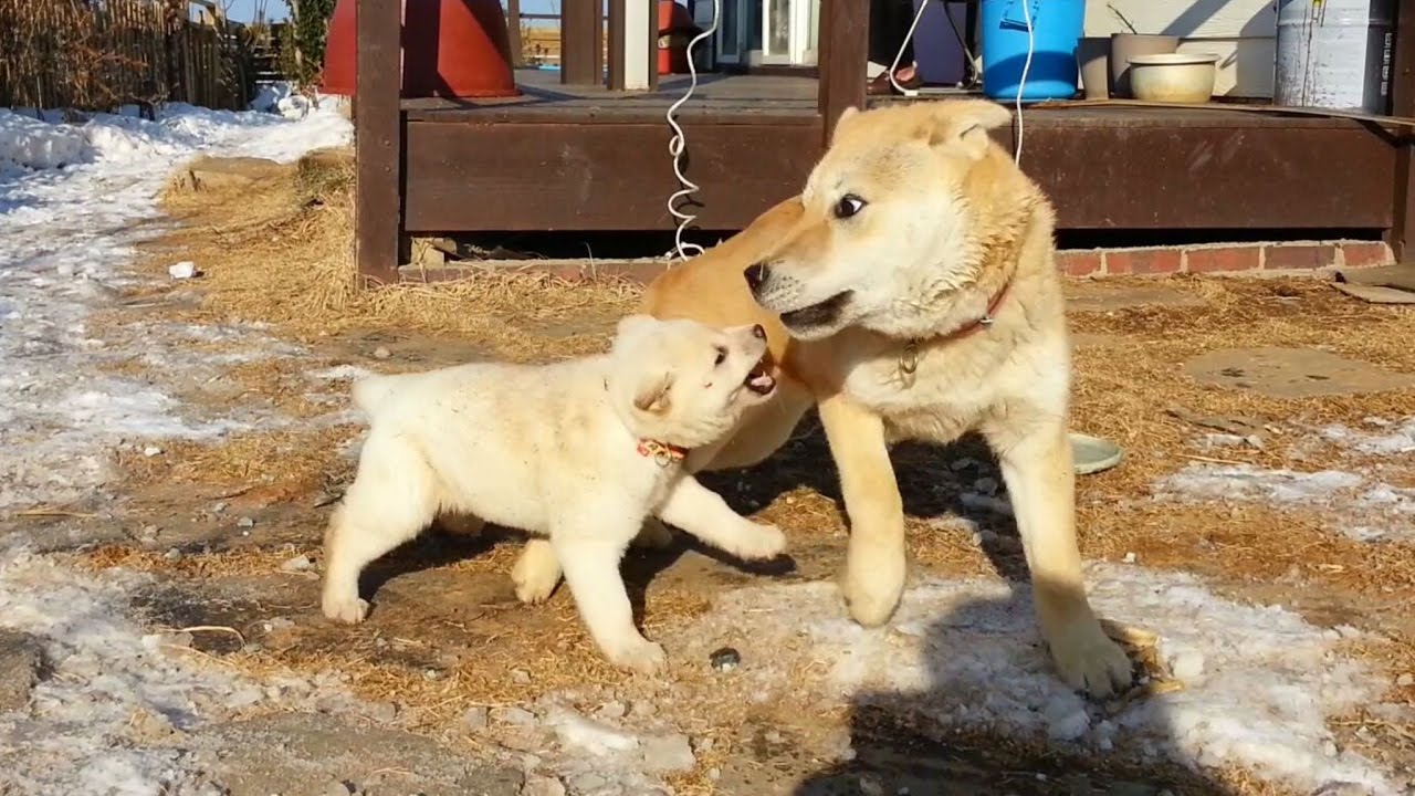 [8] 진돗개 꼬마신랑 금동이의 아기신부 복실이 길들이기 / Submitting baby dog - YouTube