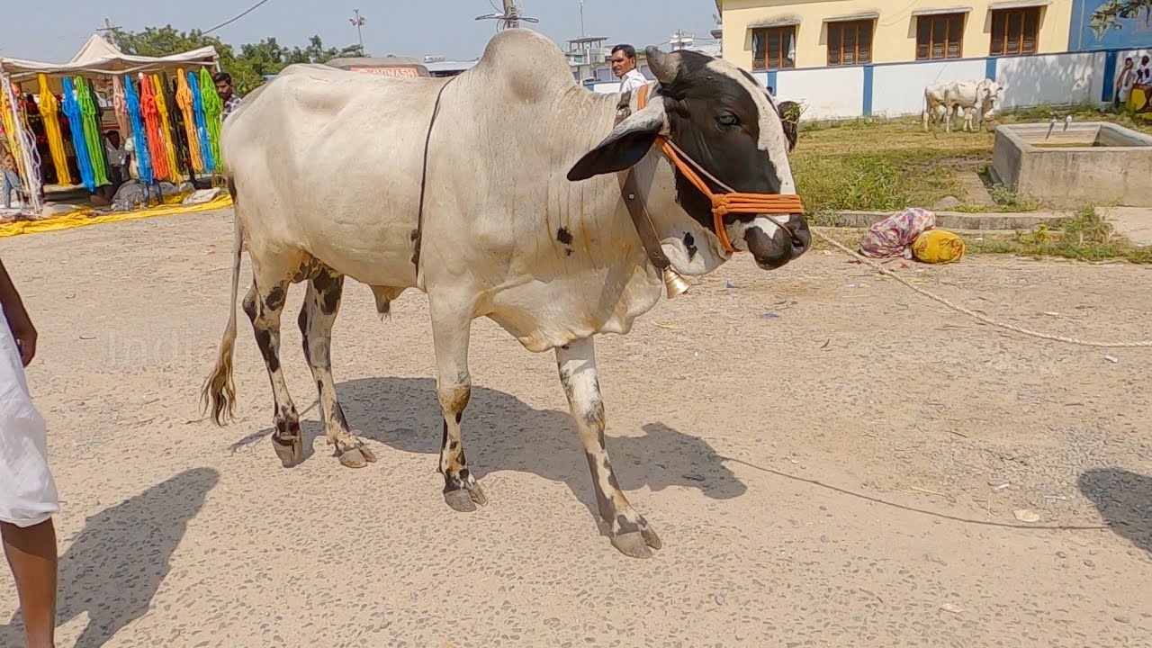 Deoni Stud bull - Free service for all - YouTube