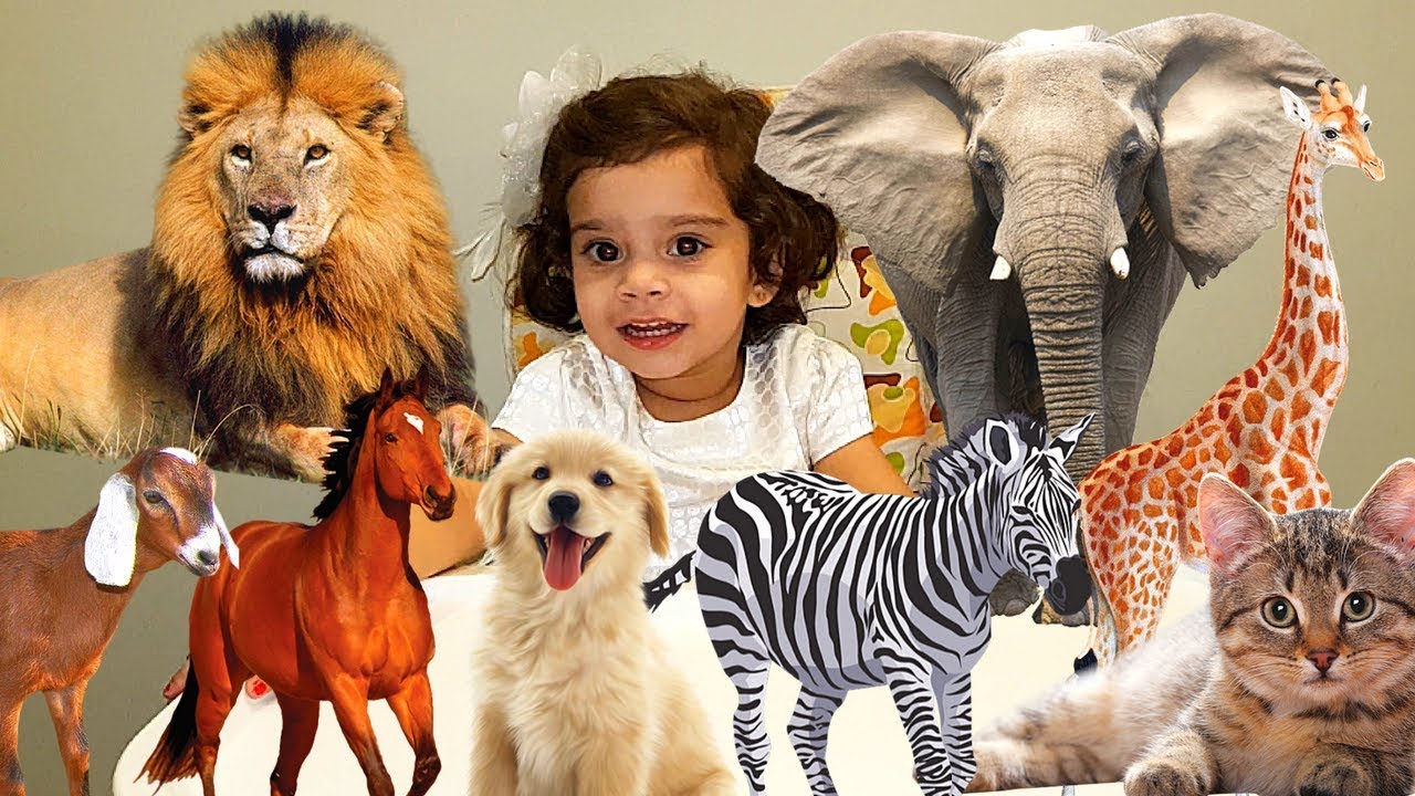 Learn animals | Dog | Cat | Elephant | Lion and more. Animals for kids ...