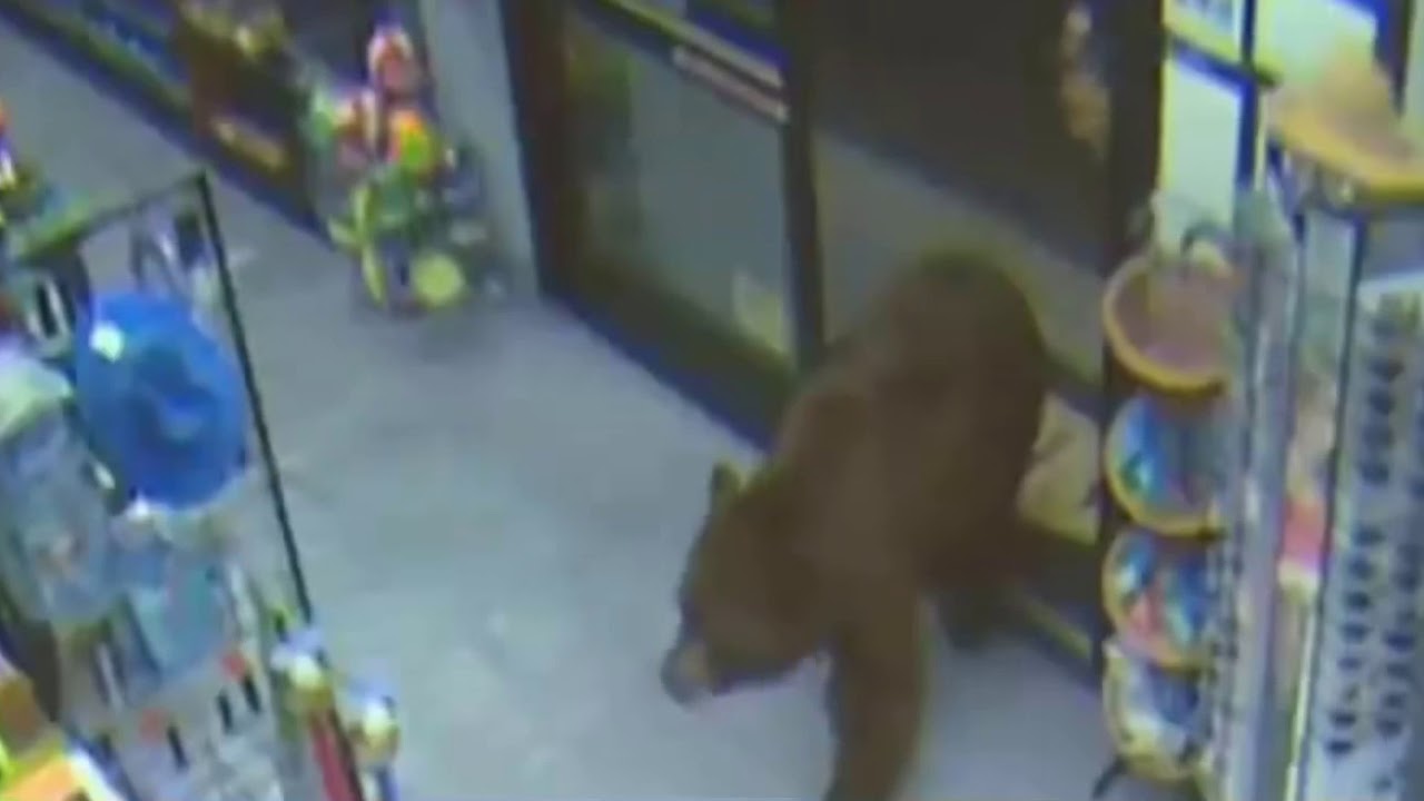 Guy slapping a bear on the butt - YouTube